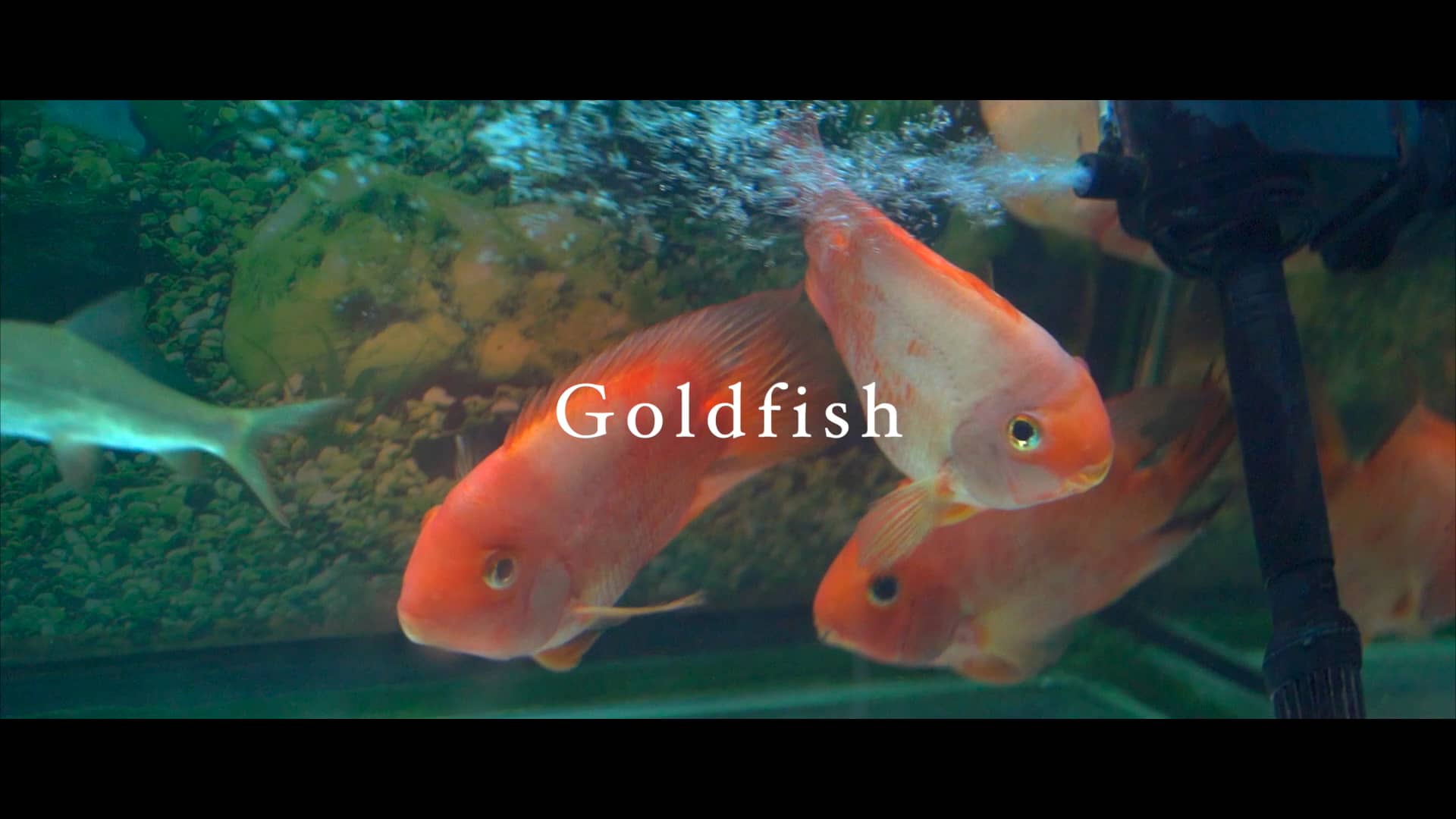Goldfish by Jin Li on Vimeo