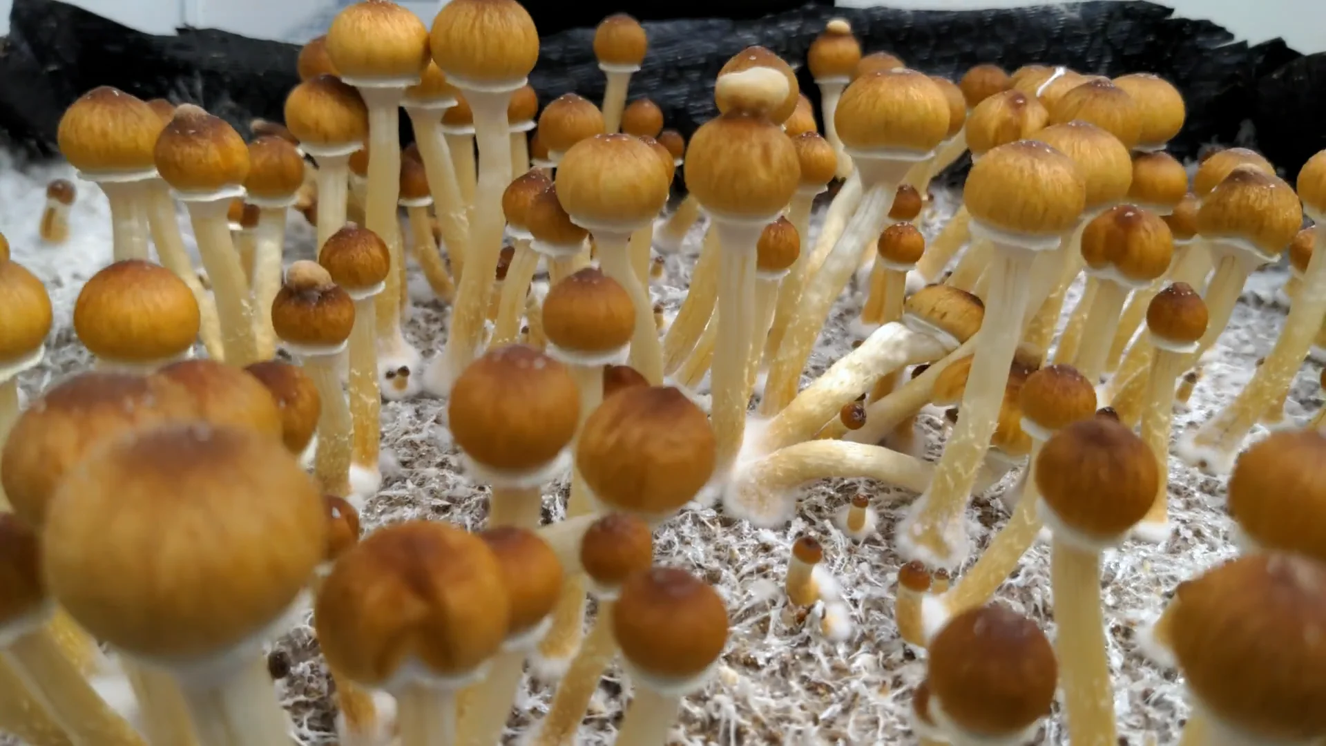 Cubensis Fruiting in Time Lapse on Vimeo
