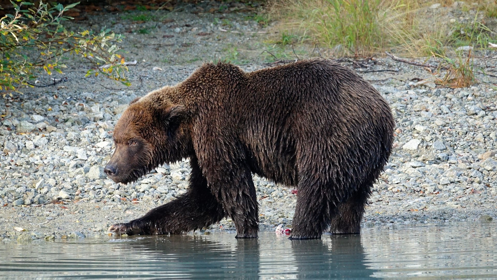 Alaska Bears - Trailer V1 on Vimeo