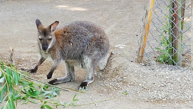 Kangaroo, Bush Kangaroo, Zoo. Free Stock Video - Pixabay