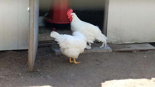 Cockerel Chicken White - Free video on Pixabay