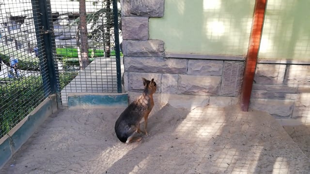 Mara Rabbit Animal Free Stock Video - Pixabay