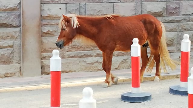 Poney Coup - Free video on Pixabay - Pixabay