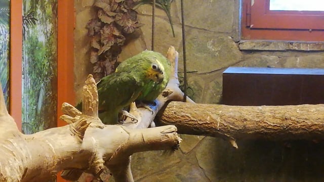 Parrot Amazon Parrot Green Bird Free Stock Video - Pixabay