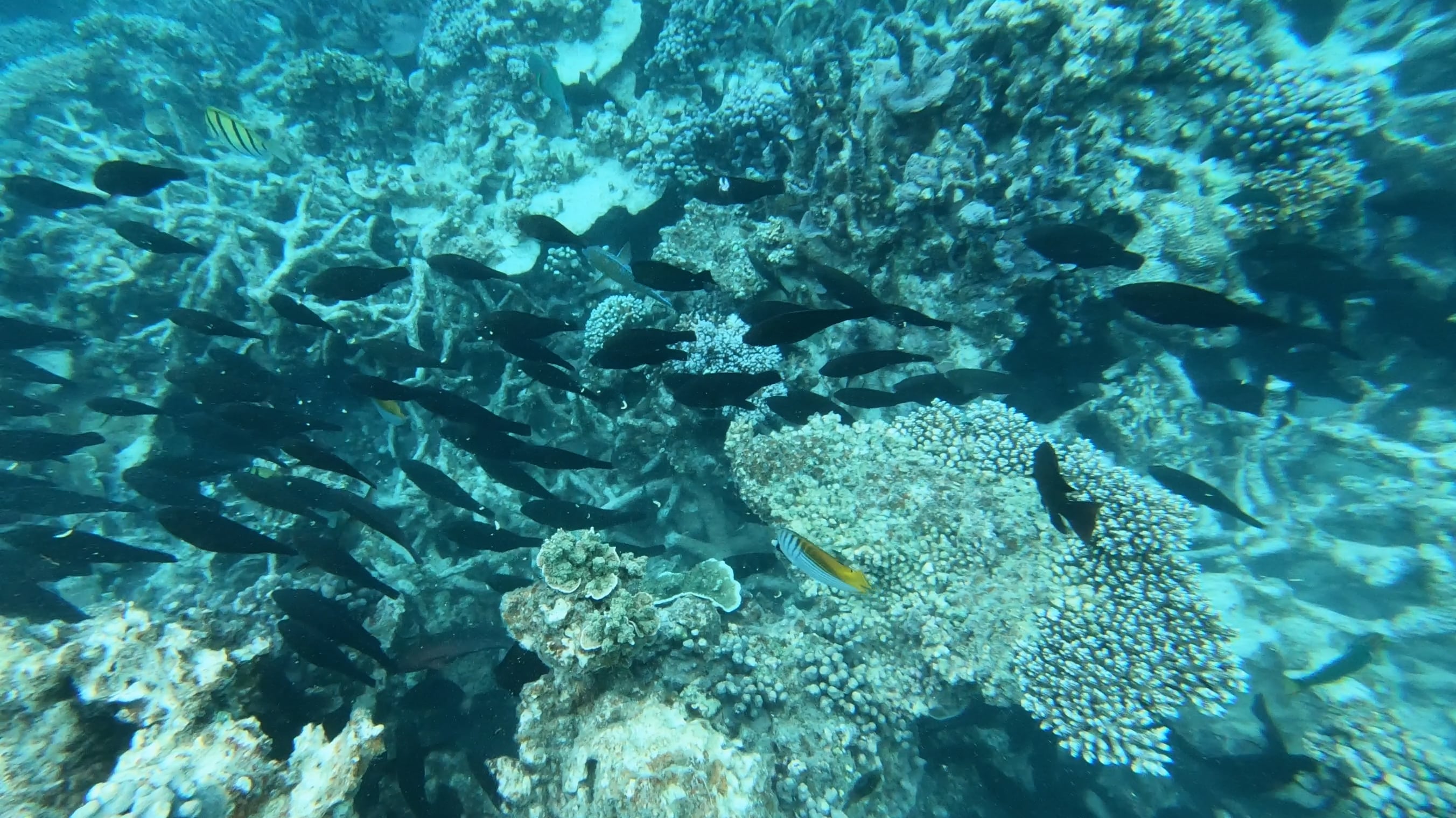 gopro video on Vimeo