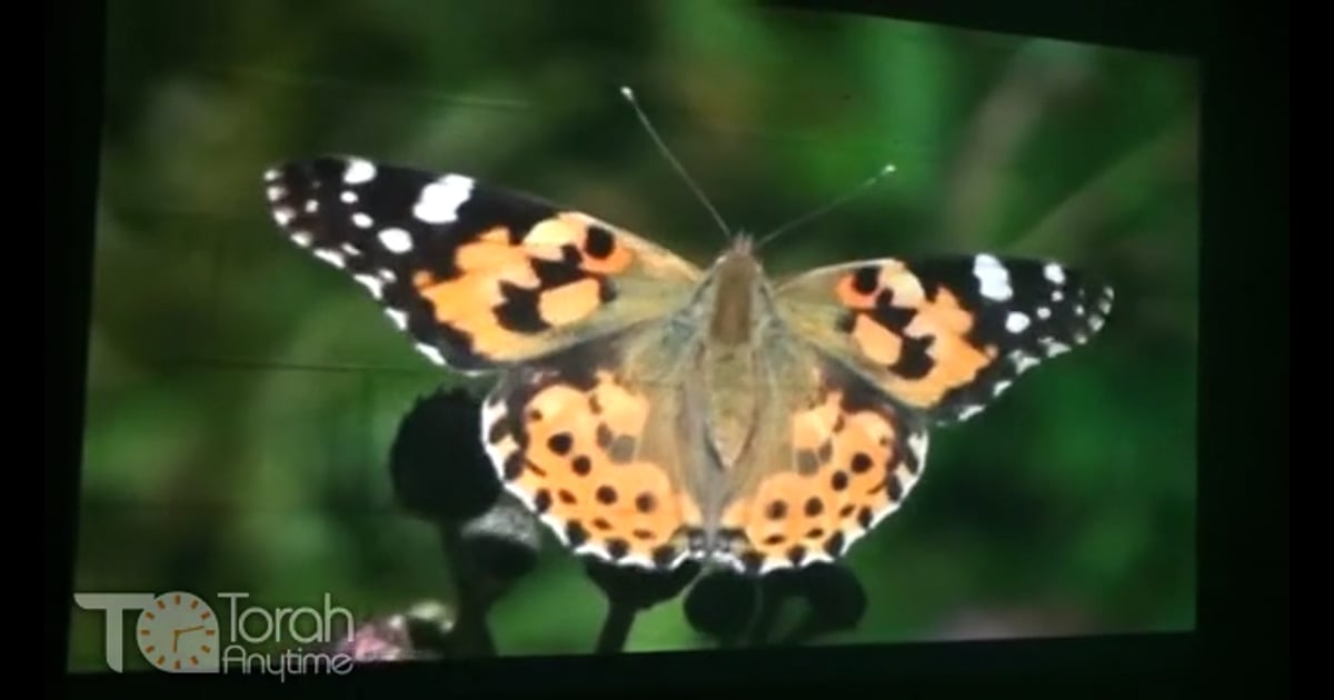 R' Maimon Elbaz | Kids Corner: Torah Animals Video