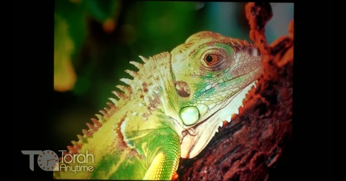 R' Maimon Elbaz | Kids Corner: Torah About Animals Part 4