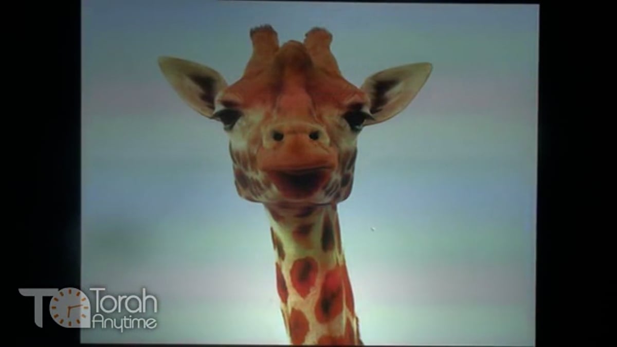 R' Maimon Elbaz | Kids Corner: Torah About Animals Part 2