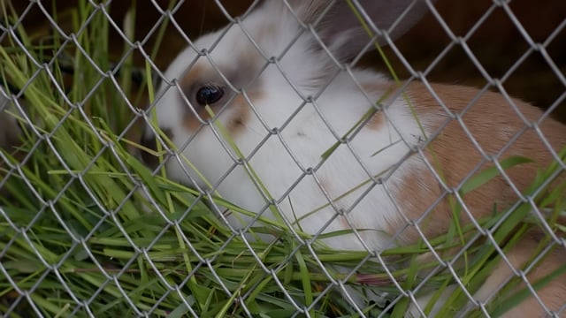 Rabbit Grass Long-Eared - Free video on Pixabay