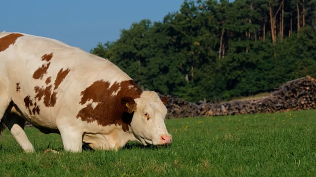 300+ Video, Klip HD & 4K Sapi & Padang Rumput Gratis - Pixabay