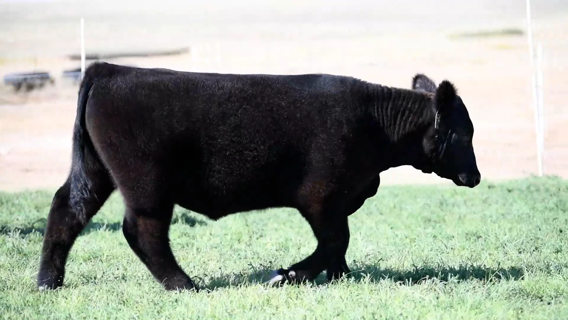 Copeland Show Cattle Steers 2021 Tag 454.mp4 on Vimeo