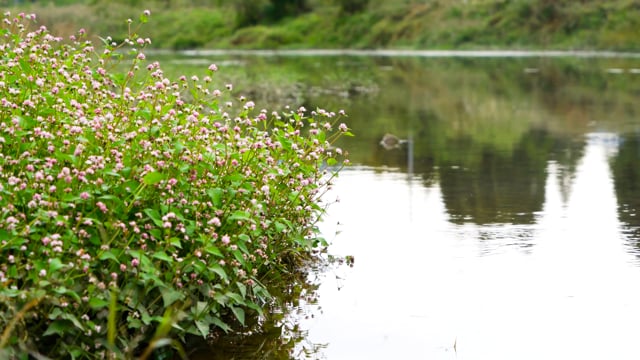 Gomari Stream Autumn - Free video on Pixabay