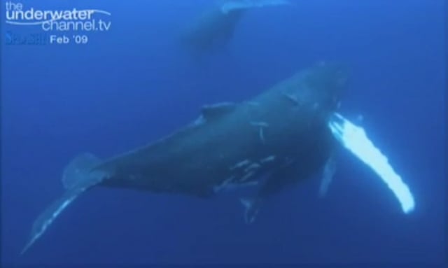 Splash: Danny Mauro Interview on Vimeo