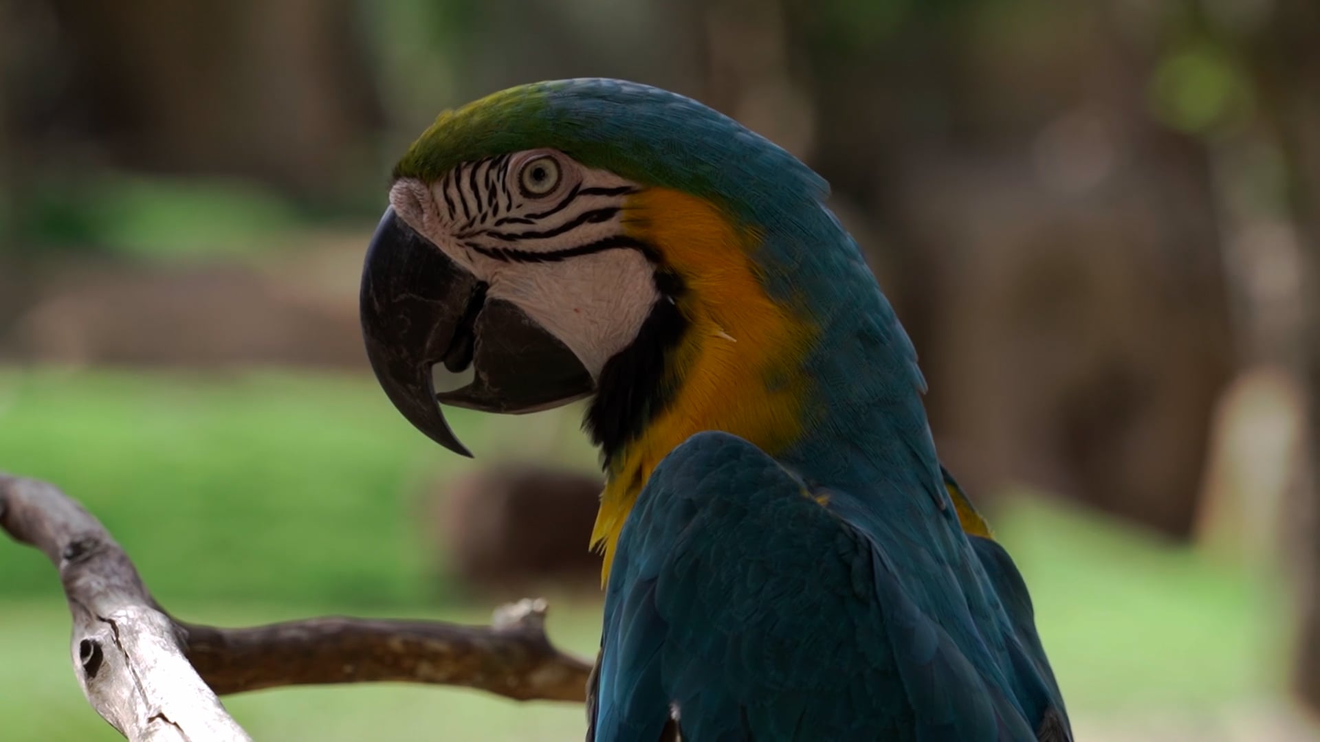 Detroit Parrot Lovers