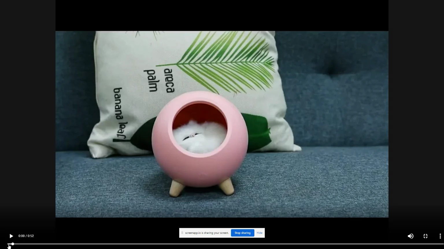 Cat Night Light.webm on Vimeo