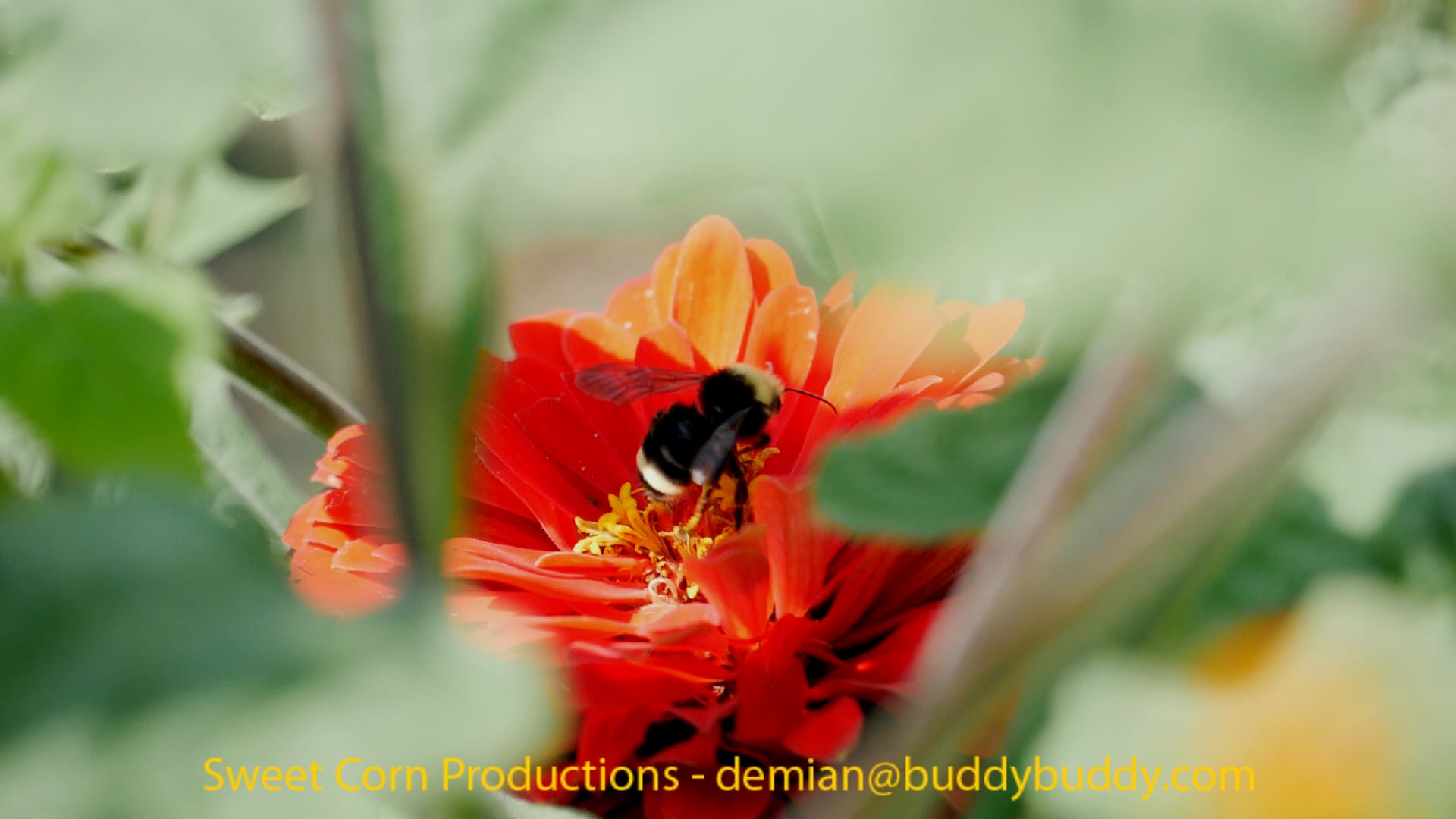 Conducting Flowers on Vimeo