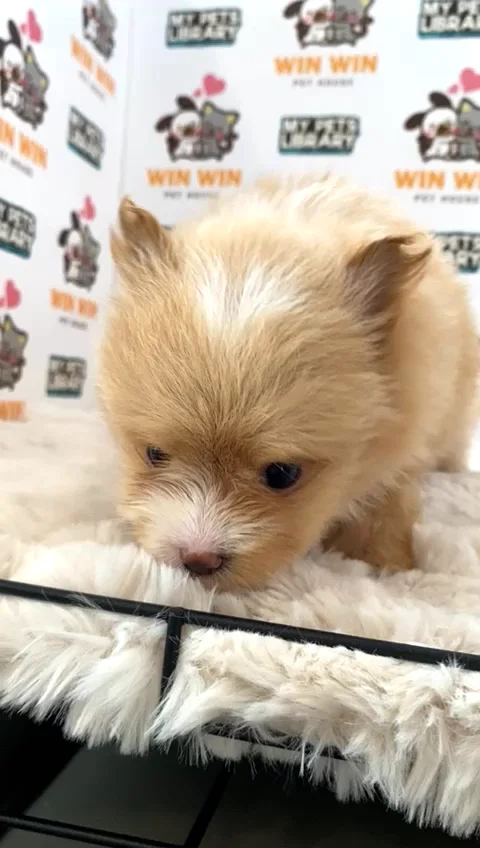 WW Parti Color Tiny Maltipoo Puppy (Female) For Sale 2 on Vimeo