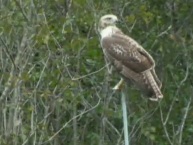 Red-tailed Hawk Trapping During The Raptor Workshop on Vimeo
