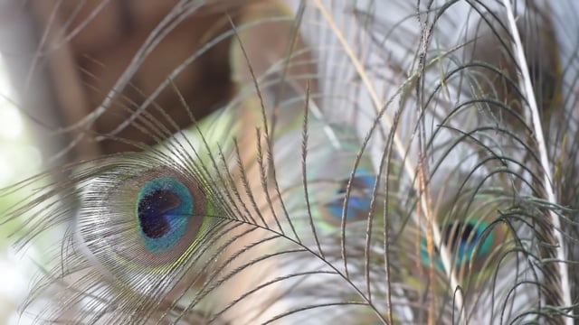 Stift Peacock Vogel - Free video on Pixabay - Pixabay