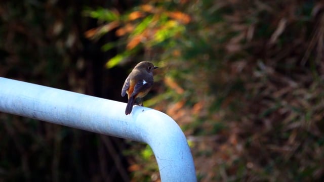 Bird Flying Birds Camera Focus Free Stock Video - Pixabay