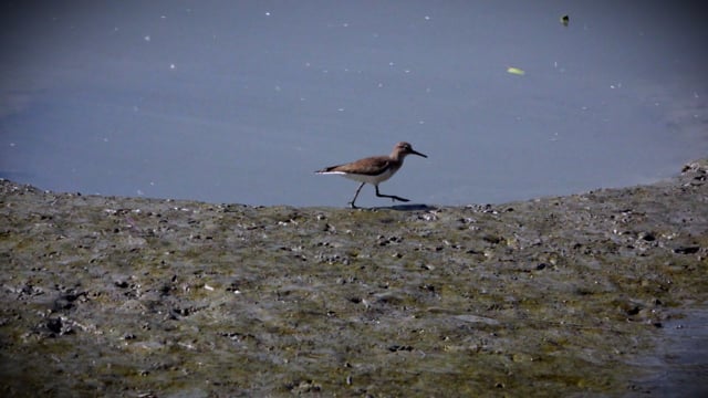 Bird, Flying Birds, Camera Focus. Free Stock Video - Pixabay