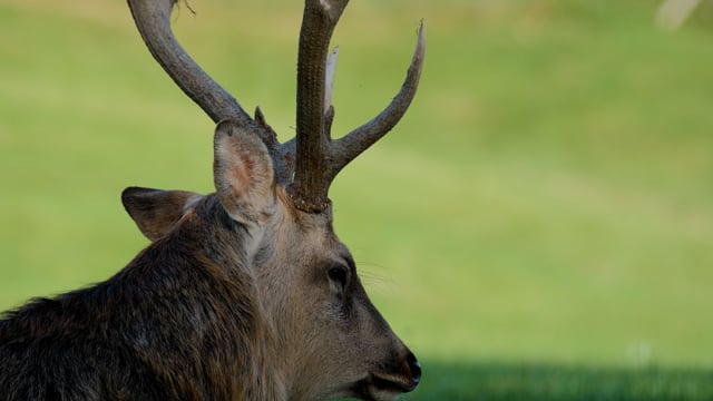 Deer Wild Antler - Free video on Pixabay