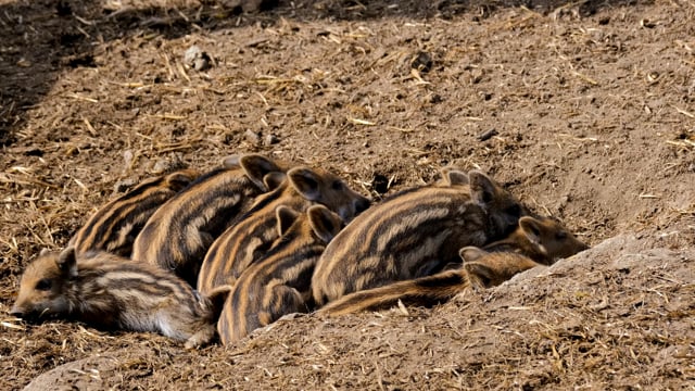 Wild Boar Cub Small - Free video on Pixabay