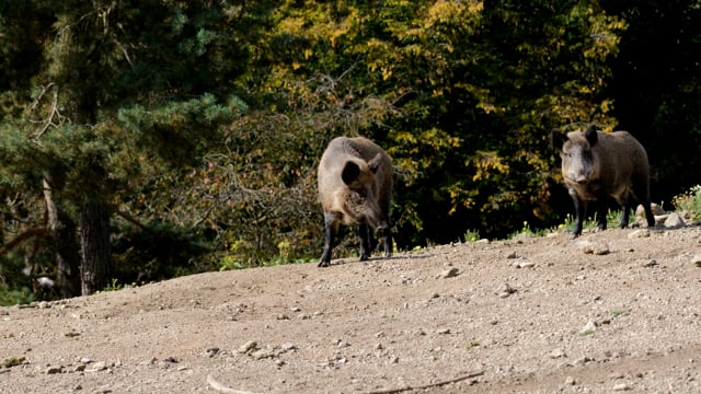 Wild Boar Sow Animal Pair Of - Free video on Pixabay