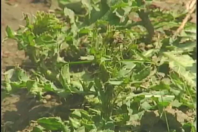 Bag Bully Weed Pull on Vimeo