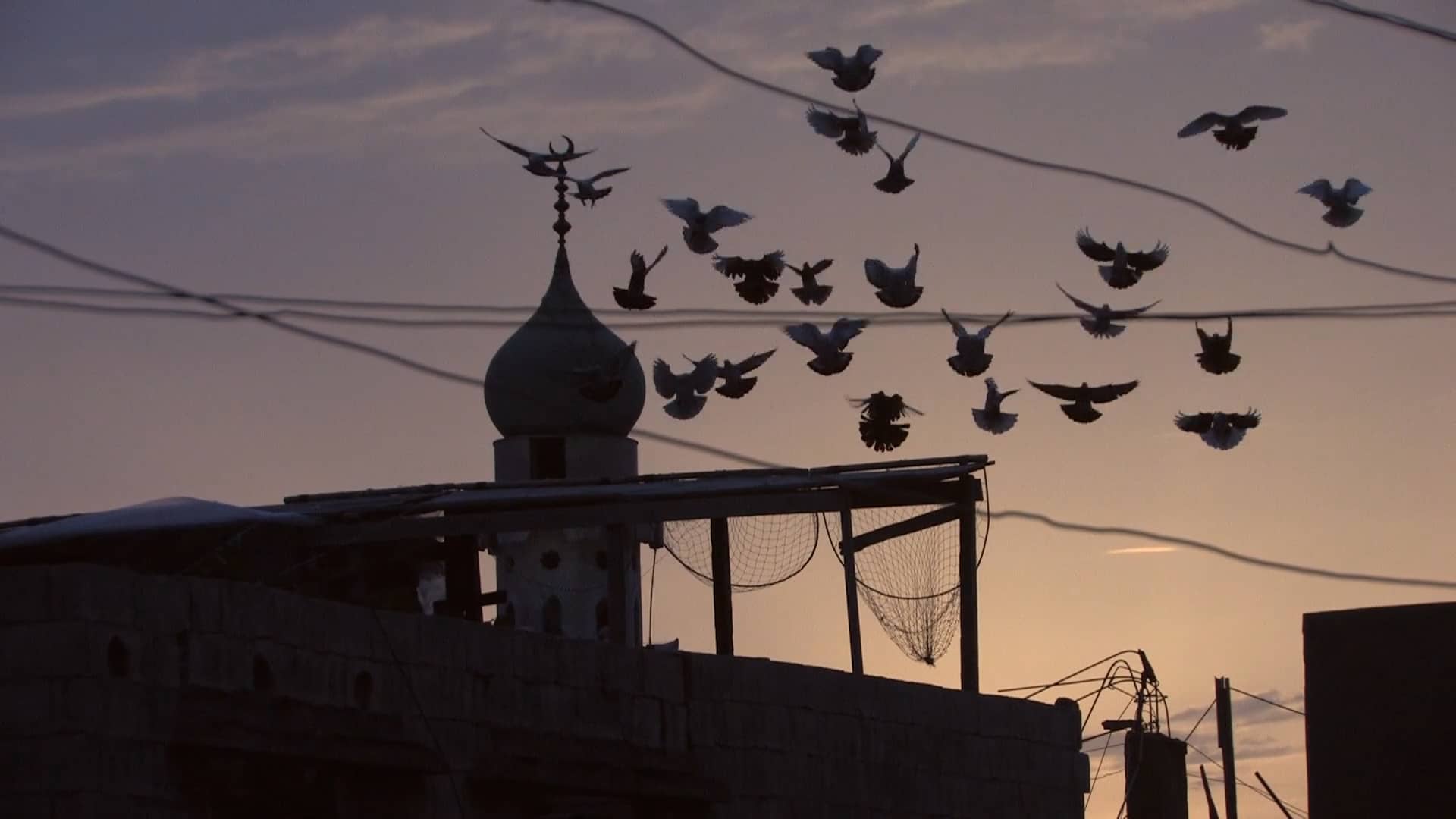 Fadia's Tree - Trailer on Vimeo