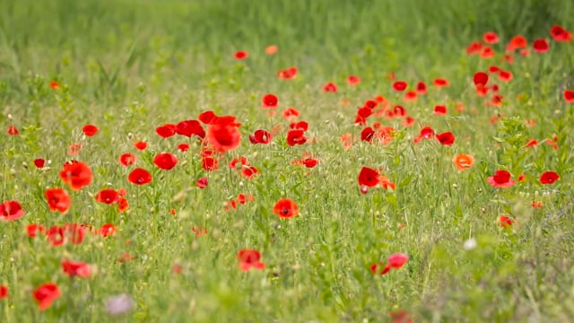 Flower, Poppy, Wind. Free Stock Video - Pixabay
