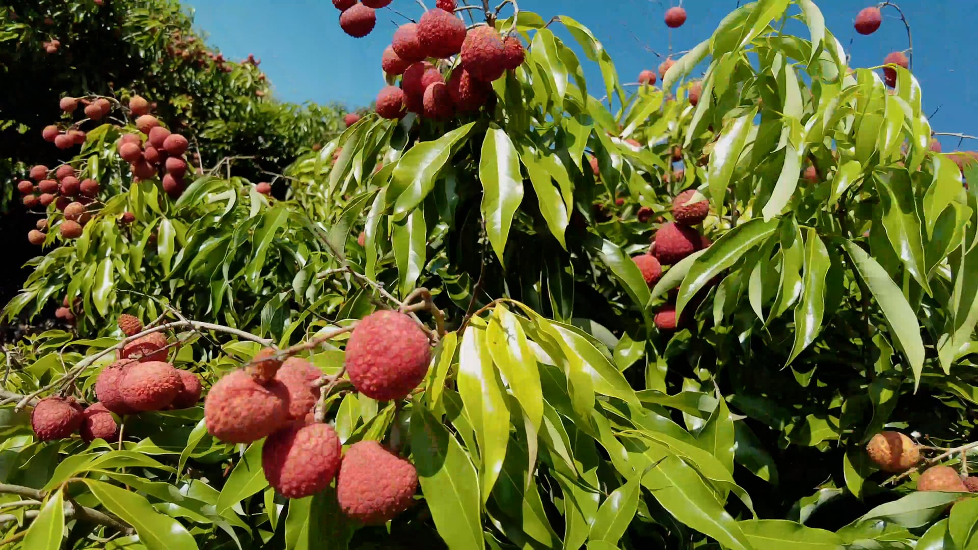 Lychee Farm