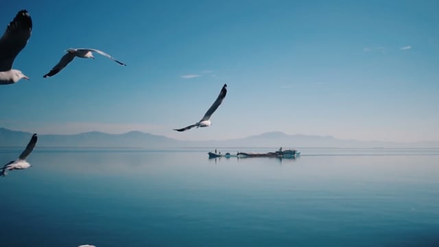 100+ Free Birds Flying & Flying Videos, HD & 4K Clips - Pixabay