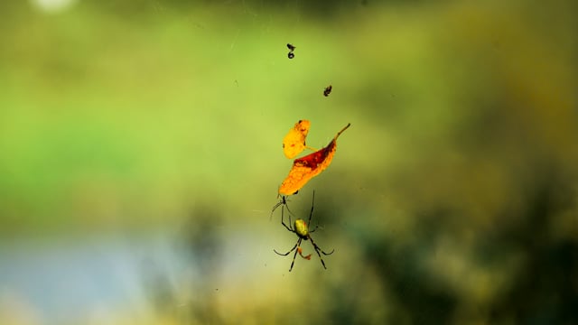 Spider Insects Wind - Free video on Pixabay