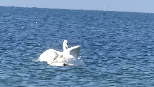 Swan, Ocean, Littoral. Free Stock Video - Pixabay