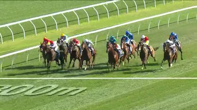 Star Witness - Stallion | Breednet