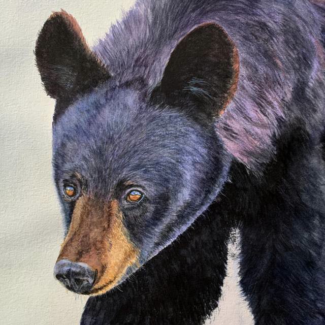 Watercolor Black Bear Time-lapse on Vimeo
