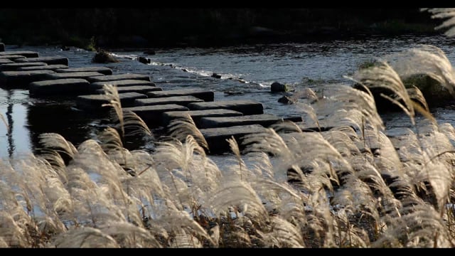Silver Grass Reed Stone Bridge - Free video on Pixabay