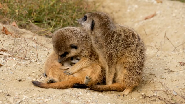 Meerkat, Cub, Cute. Free Stock Video - Pixabay