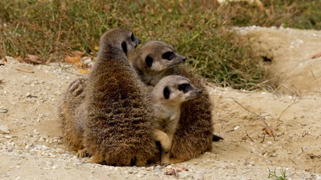 Suricata Filhote Bonitinho - Free video on Pixabay