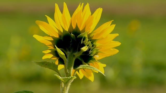 700+ Free Blooming Flowers & Bloom Videos, HD & 4K Clips - Pixabay