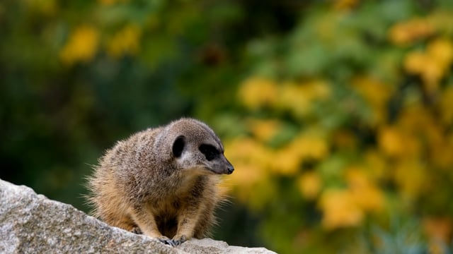 Meerkat Predator Teeth - Free video on Pixabay