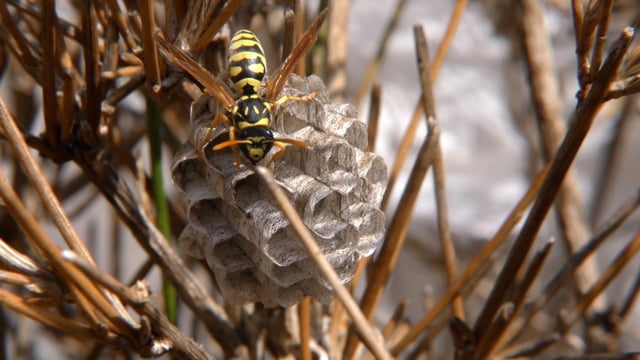 Guêpe Insecte Ailes - Free video on Pixabay - Pixabay