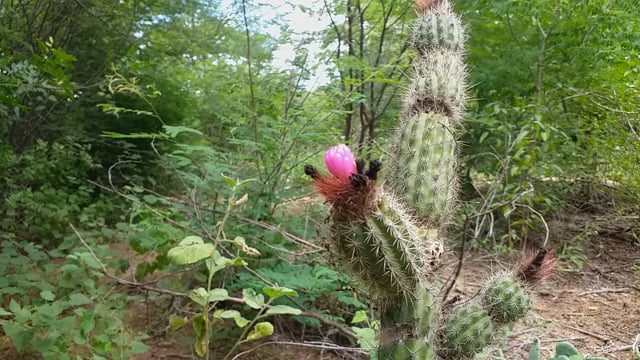 The Xique Xique, Plant, Sawn. Free Stock Video - Pixabay