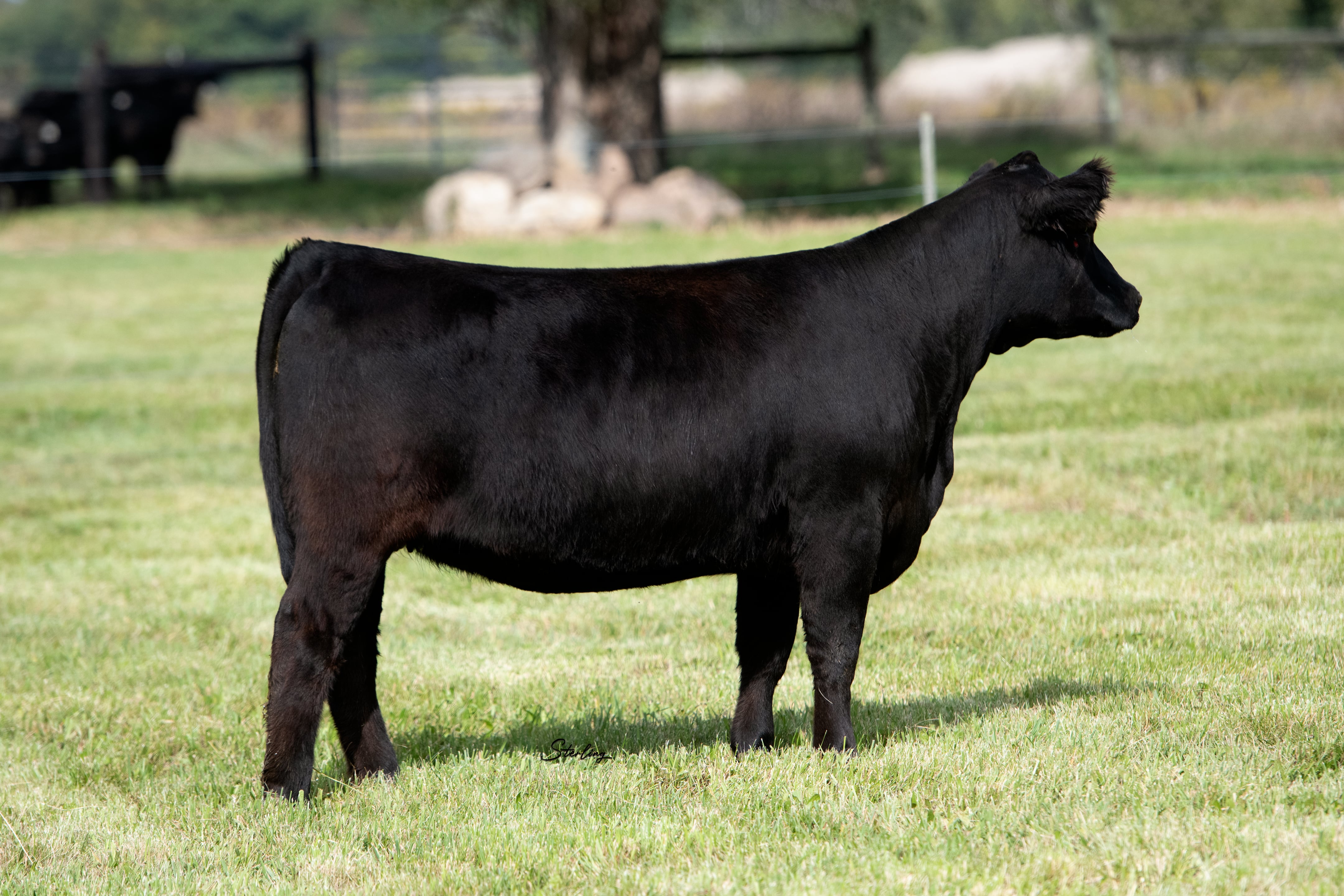 Designer Genes Tag H4012 on Vimeo