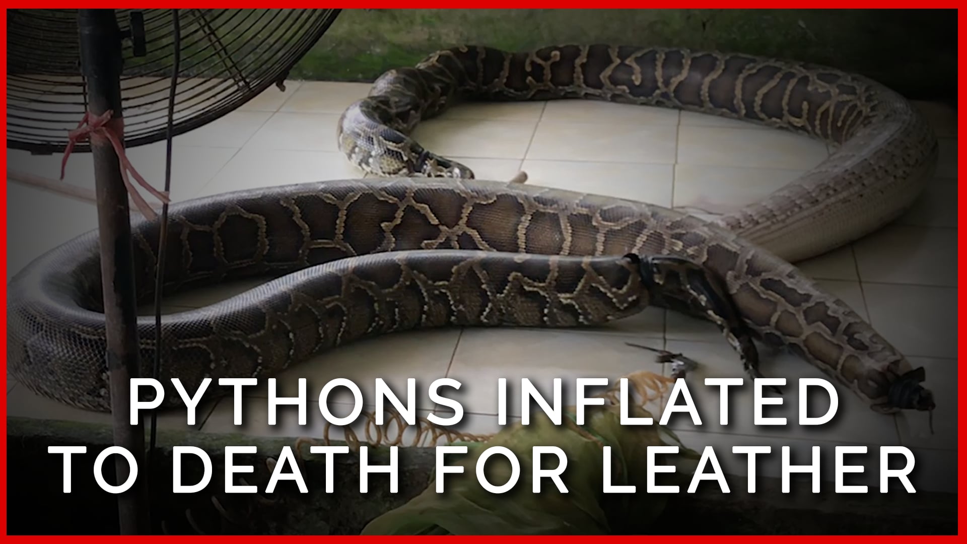 PETA Asia Investigation: Pythons Inflated to Death for Leather on Vimeo