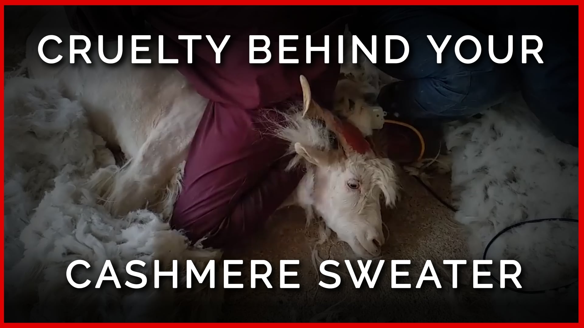 PETA Exposé Reveals Cruelty Behind Your Cashmere Sweater