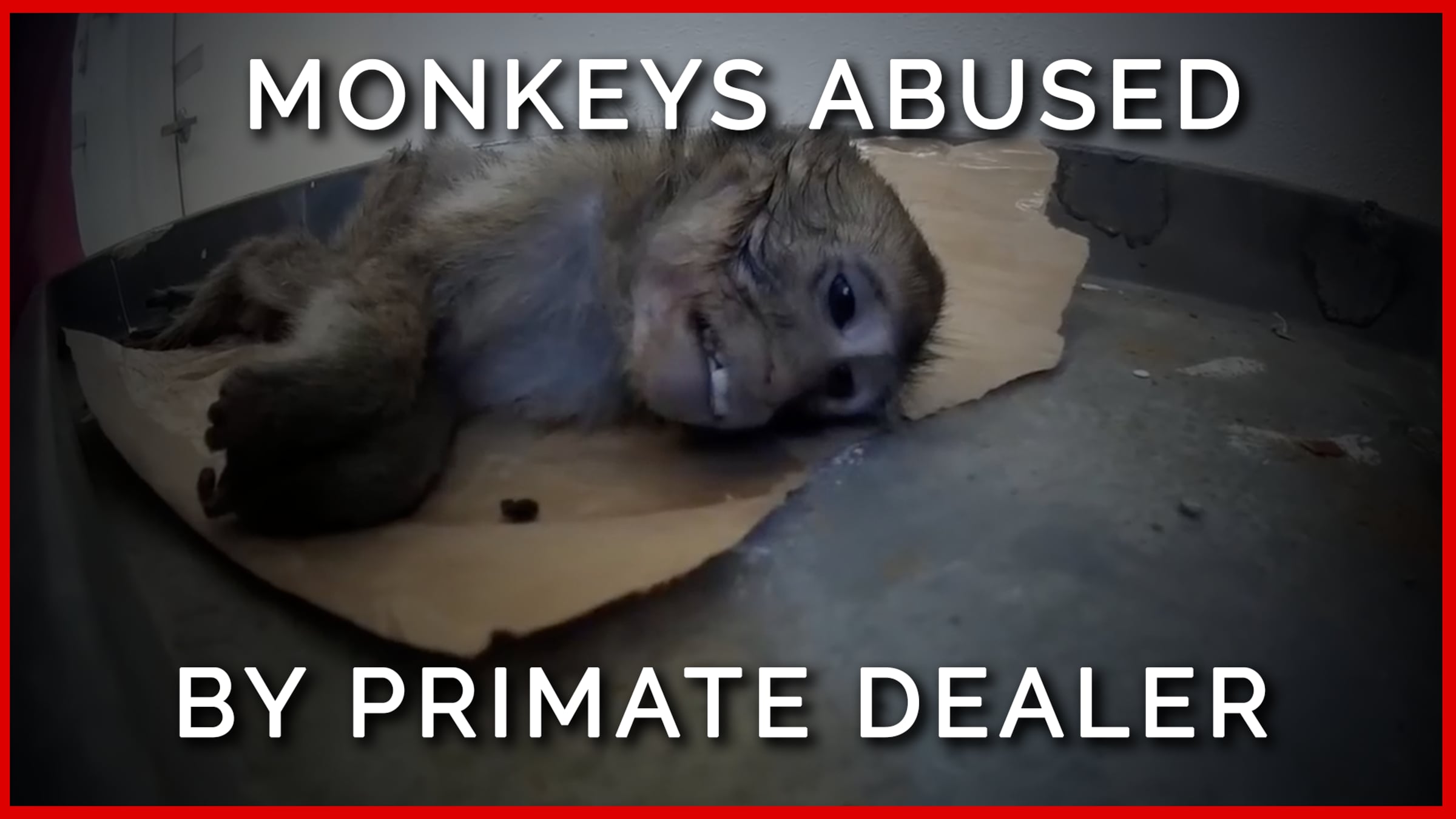 Monkeys Abused by Notorious Laboratory Dealer | A PETA Eyewitness ...