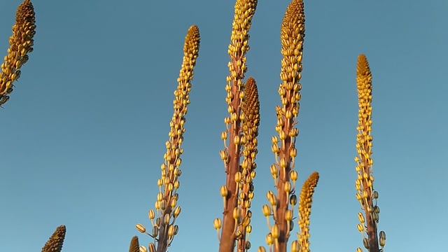 Flores, Capullo, Planta. Free Stock Video - Pixabay