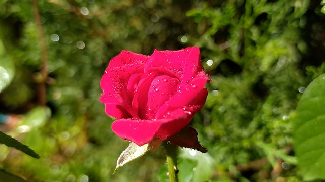 Rose Rojo Gotas - Free video on Pixabay - Pixabay